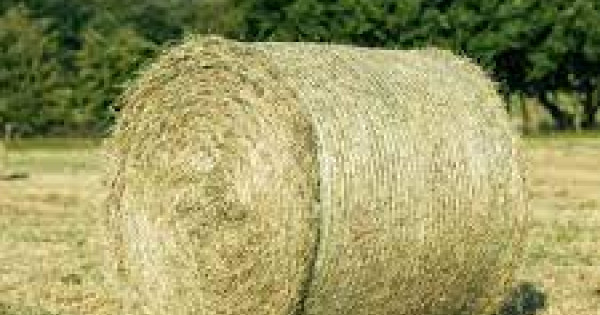 Round bale best quality hay
